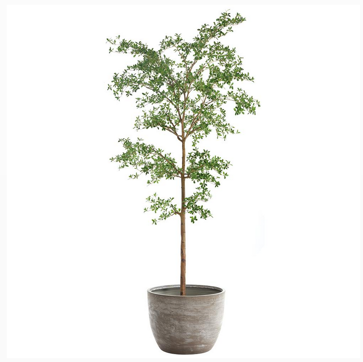 Shady Lady Tree – Reclaimed Home